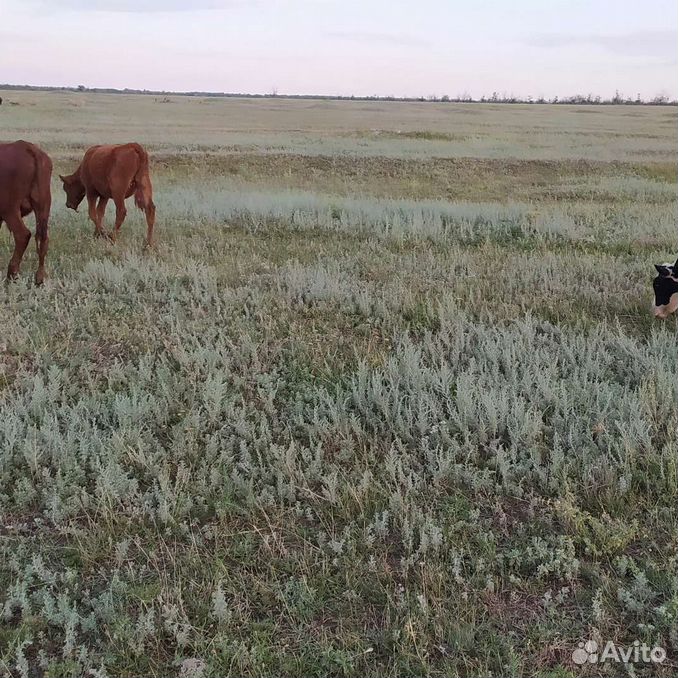 Бычки и телята