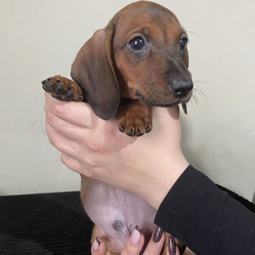 Такса, щенок