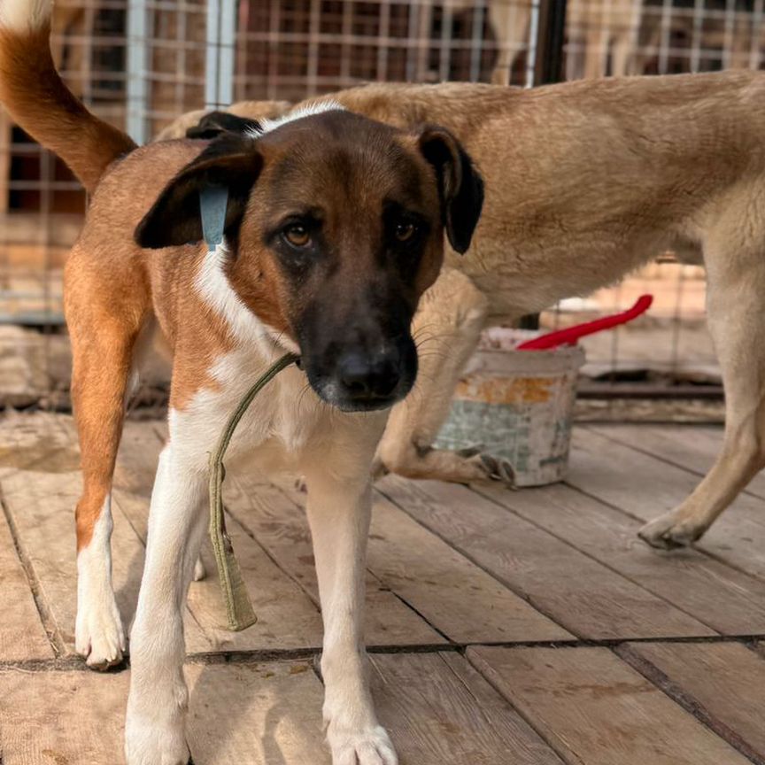 Взрослый пёс в добрые руки