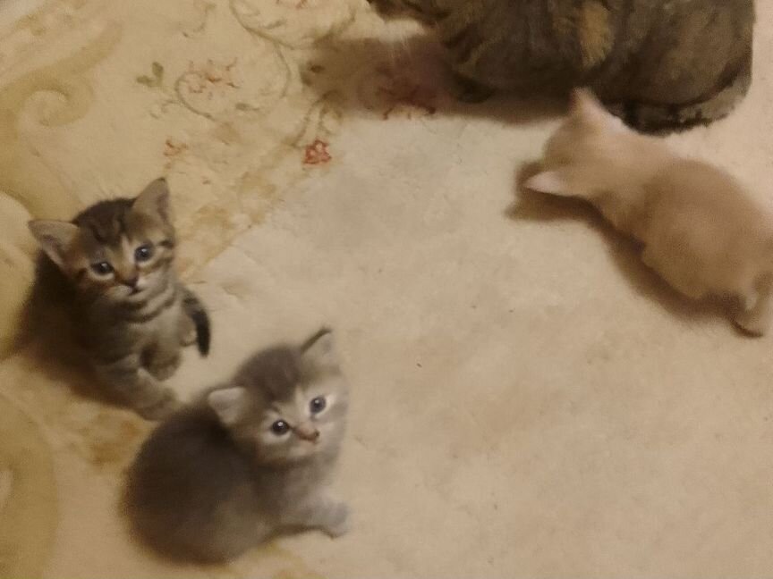 Кошка в дар бесплатно