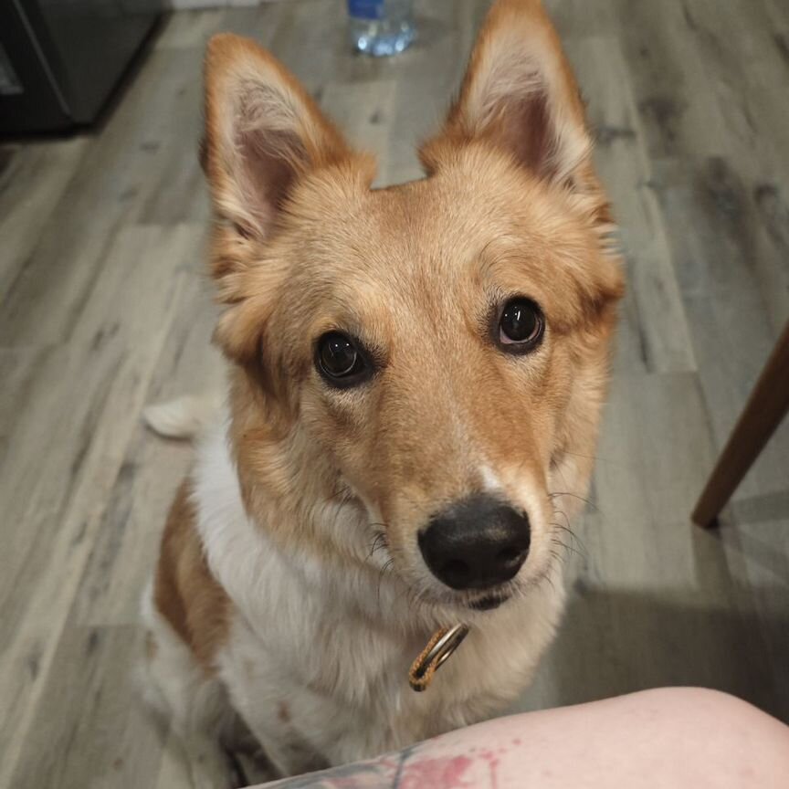 Взрослая собака в добрые руки