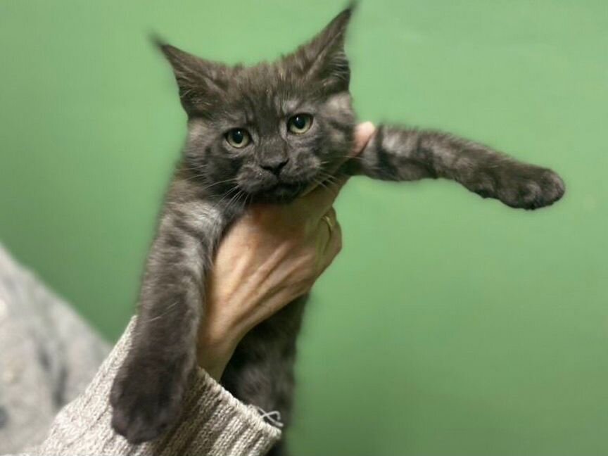 Мейн кун котик