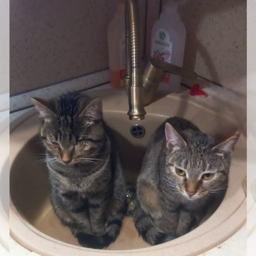 Кошечки сестрёнки