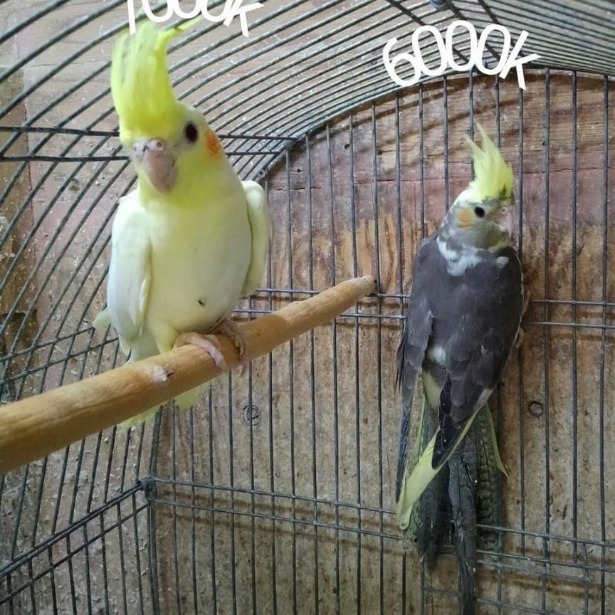 Попугай корелла