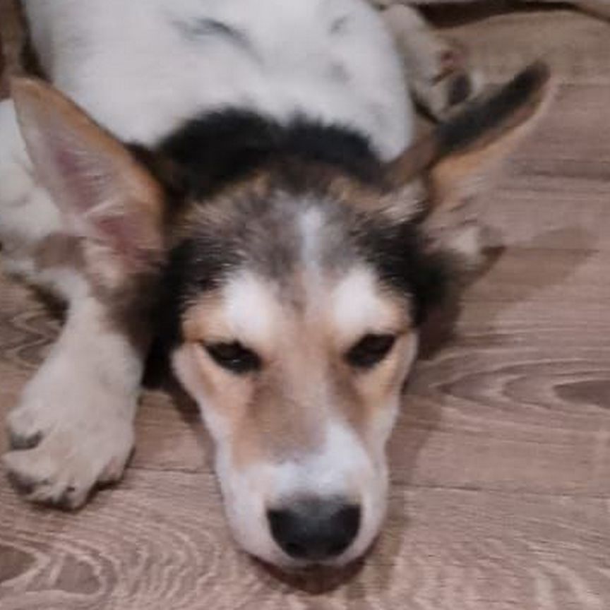 Щенок в добрые руки