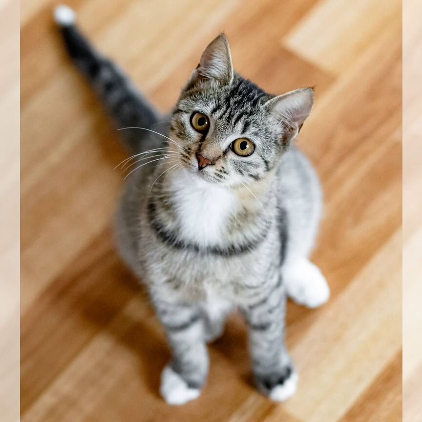 Котёнок в добрые руки