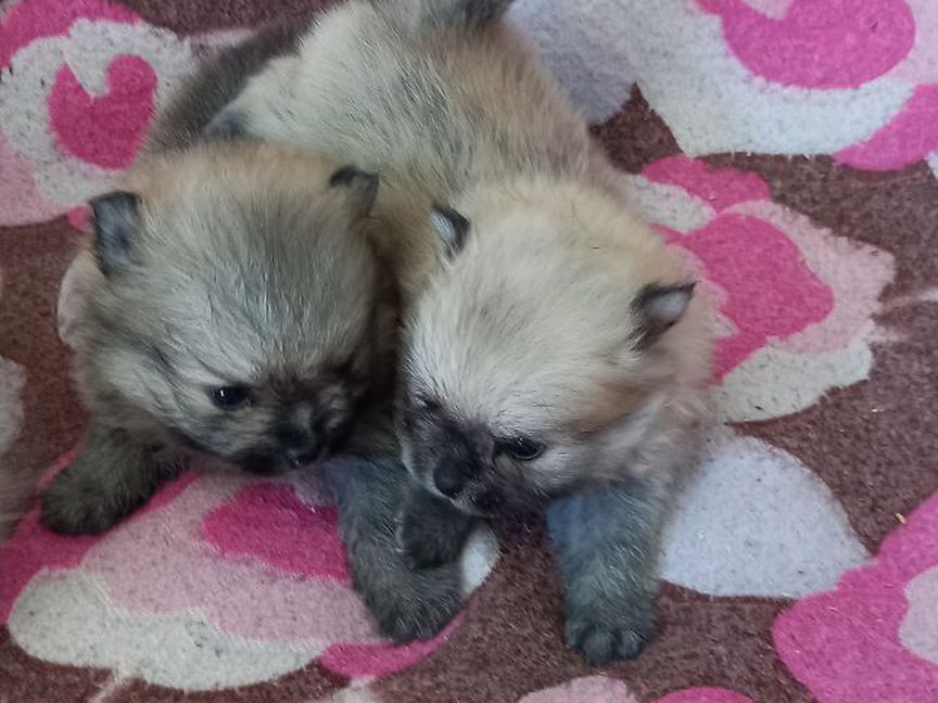 Шпицульки-красотульки