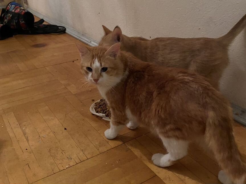 Отдам кошек и котят