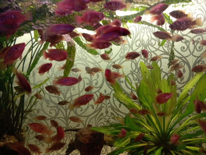 Аквариумные растения