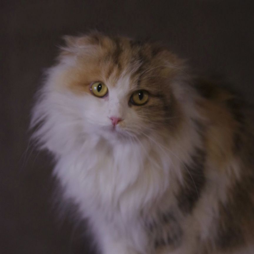 Молодая кошечка Кудряшечка,1.5 года,ищет семью