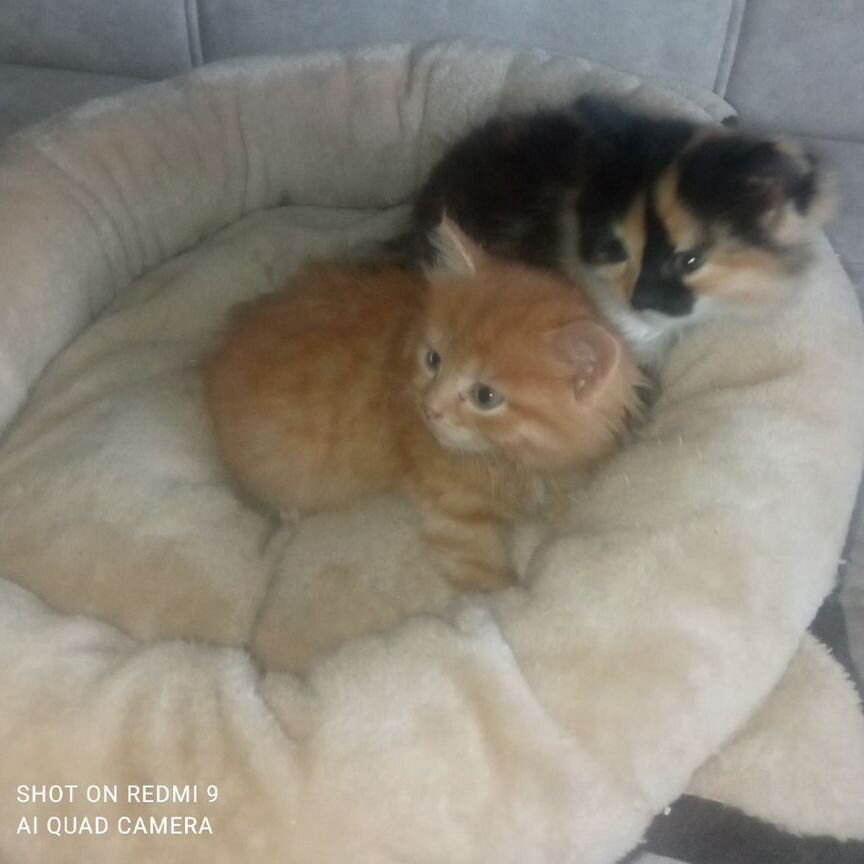 Шотландский прямоухий длинношёрстный котёнок