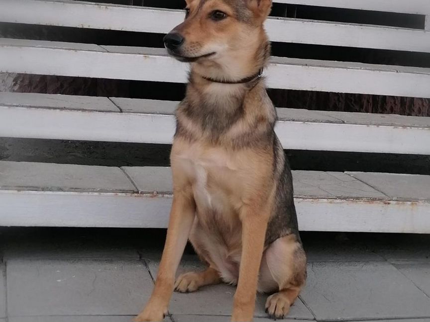 Отдам щенка девочку