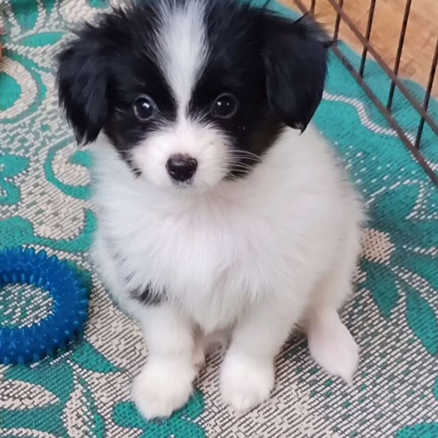 Папийон - ангелочек