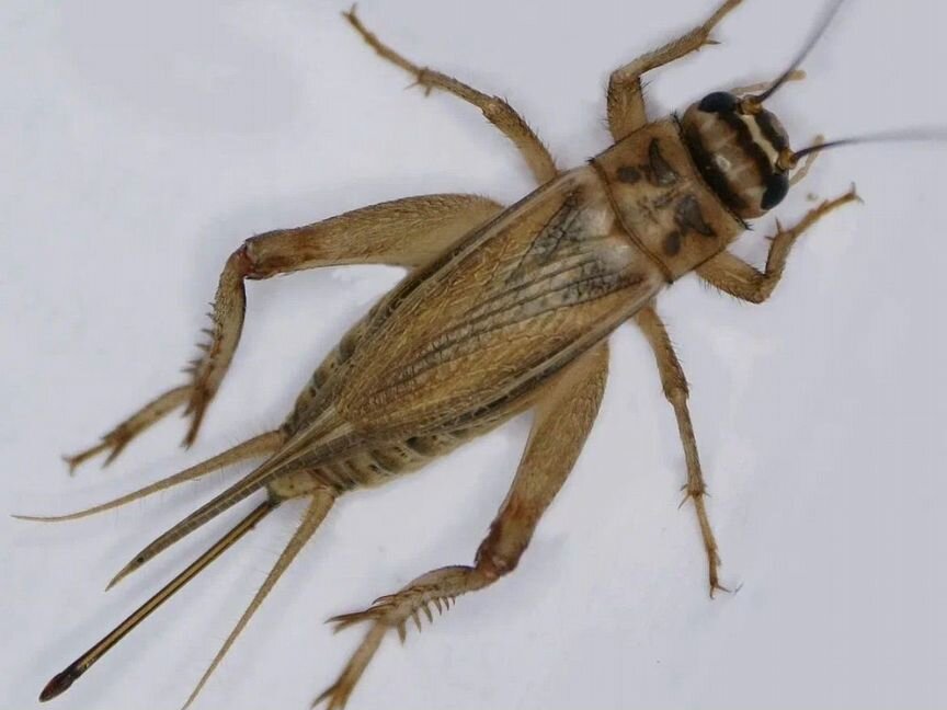 Сверчки кормовые