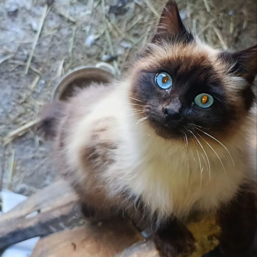 Кошечка в добрые руки