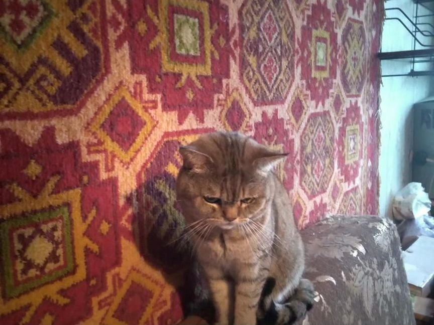 Отдам британского кота в хорошие руки