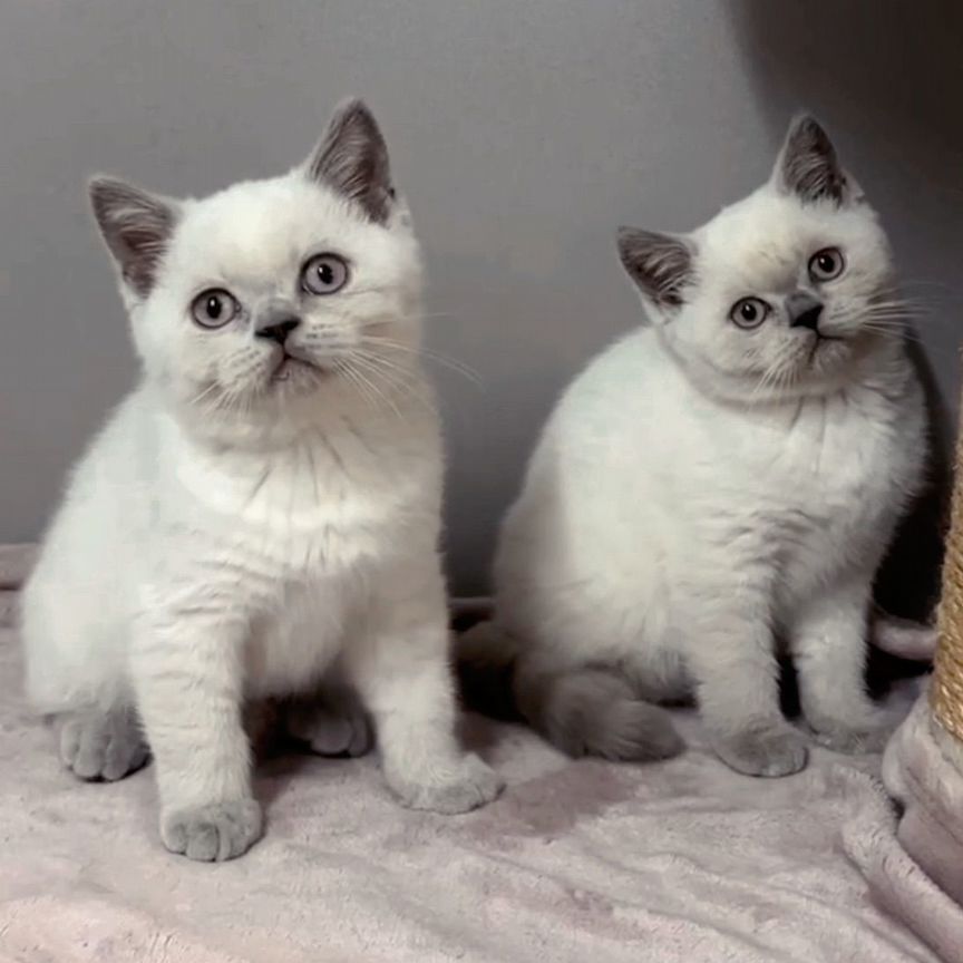 Британский котёнок