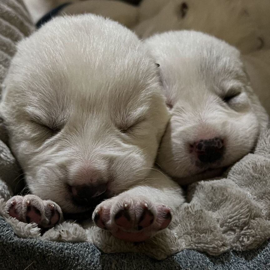 Среднеазиатская овчарка, щенок