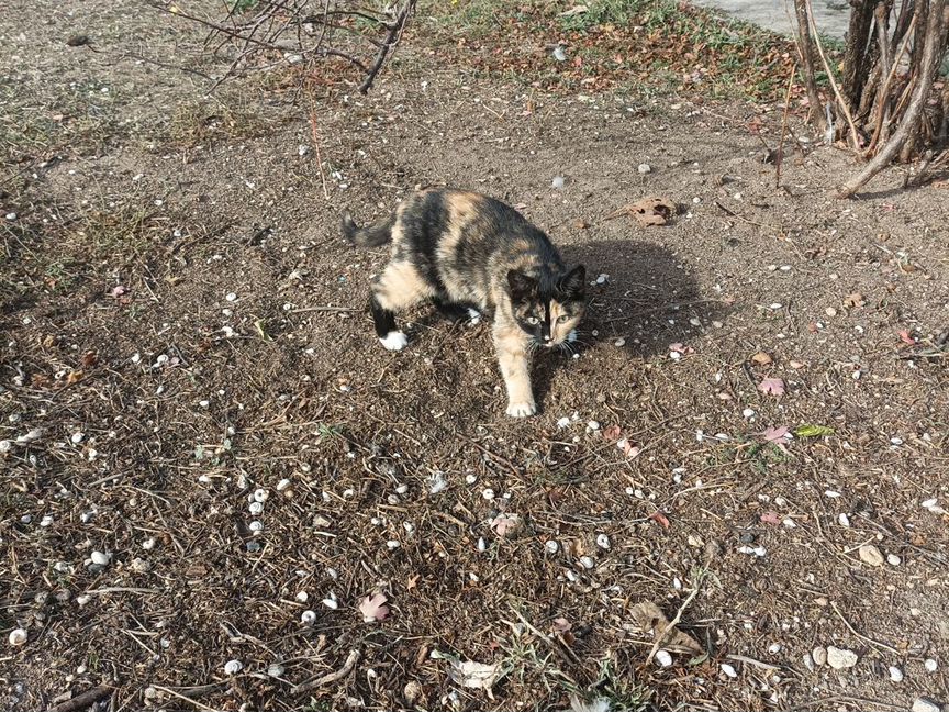 Отдам в добрые руки