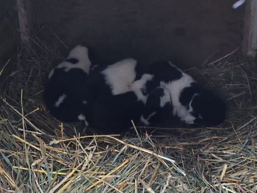 Щенки лайки