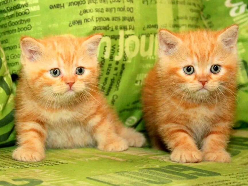 Рыжие Плюшки) На Счастье