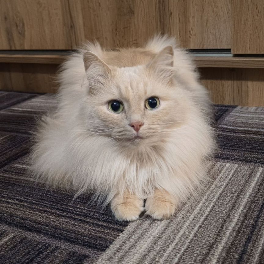 Взрослый кот в добрые руки