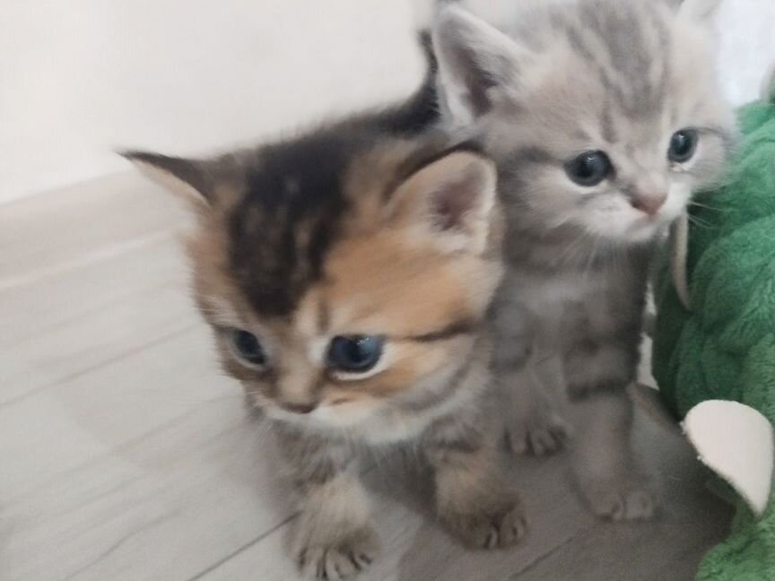 Шотландские котята шиншилла