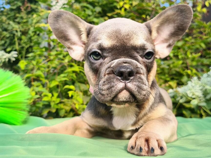 Французский бульдог голубой шоколад