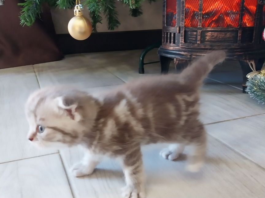 Мраморные котята