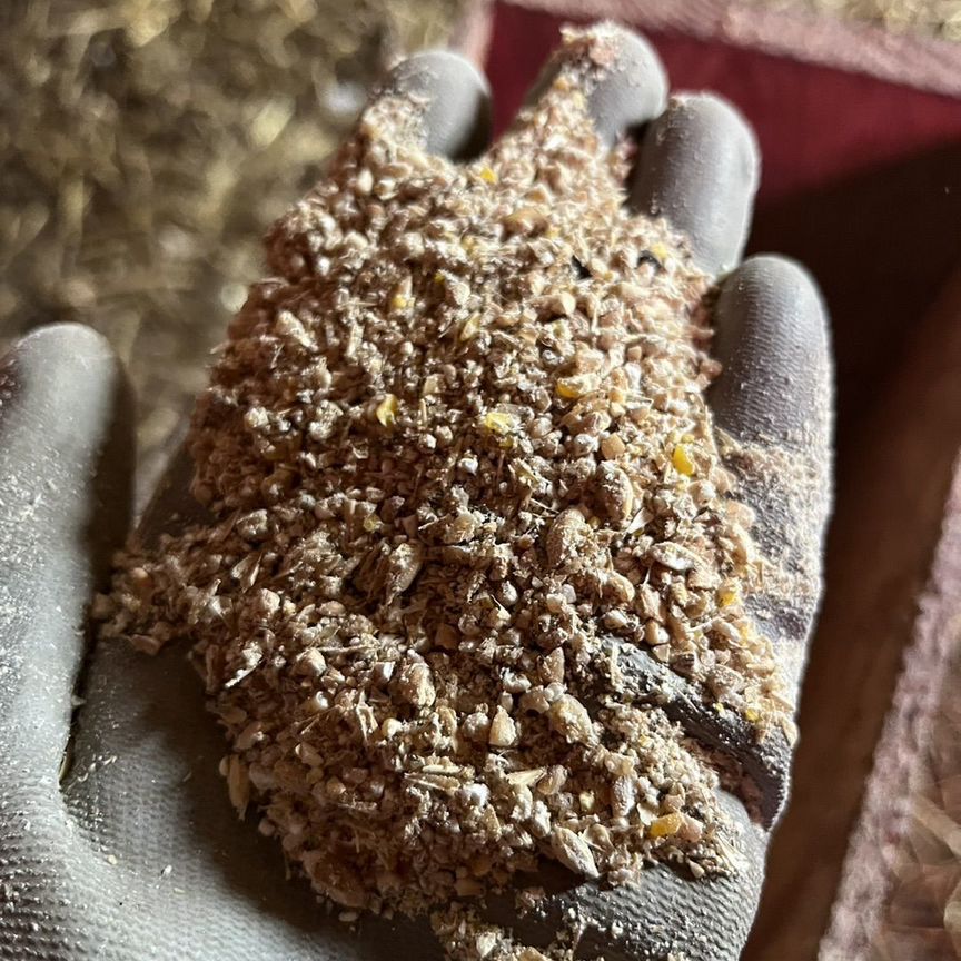 Корм для кур несушек