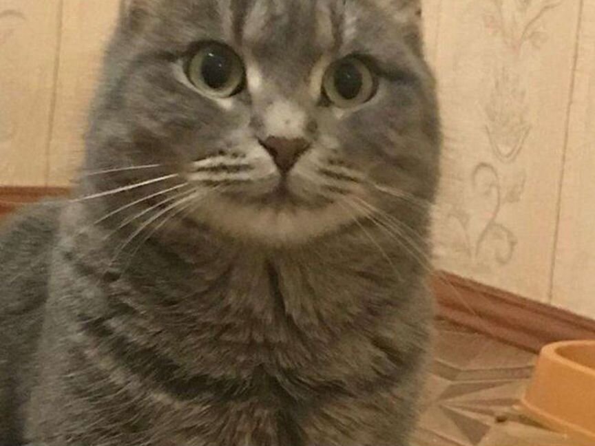 Русская голубая