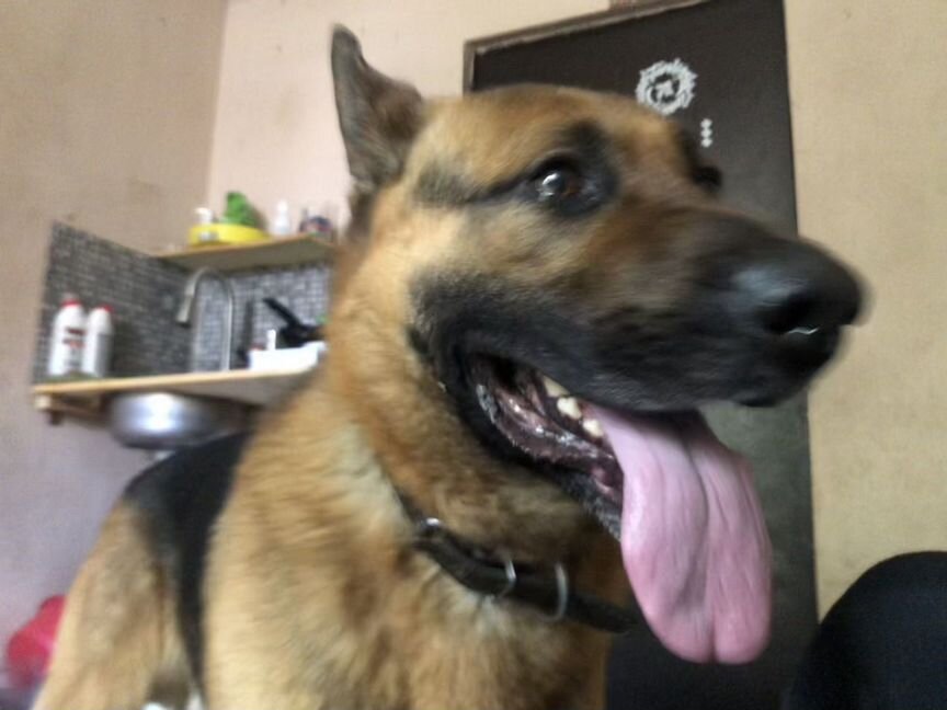 Найден кобель овчарки