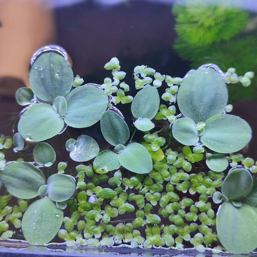 Прополка аквариума бесплатно