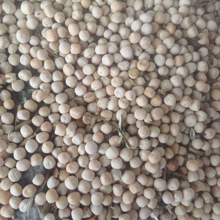 Продаю горох