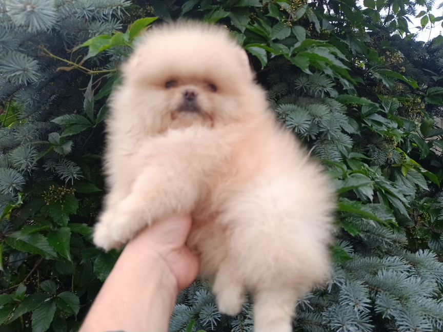 Померанский шпиц. Девочка красавица