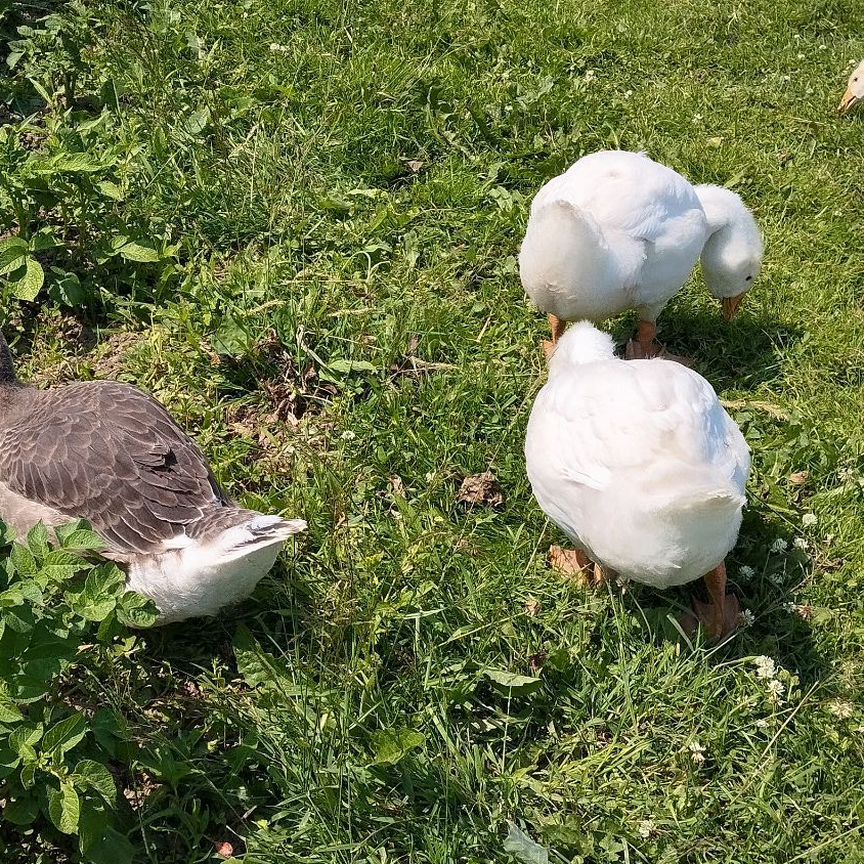 Гуси