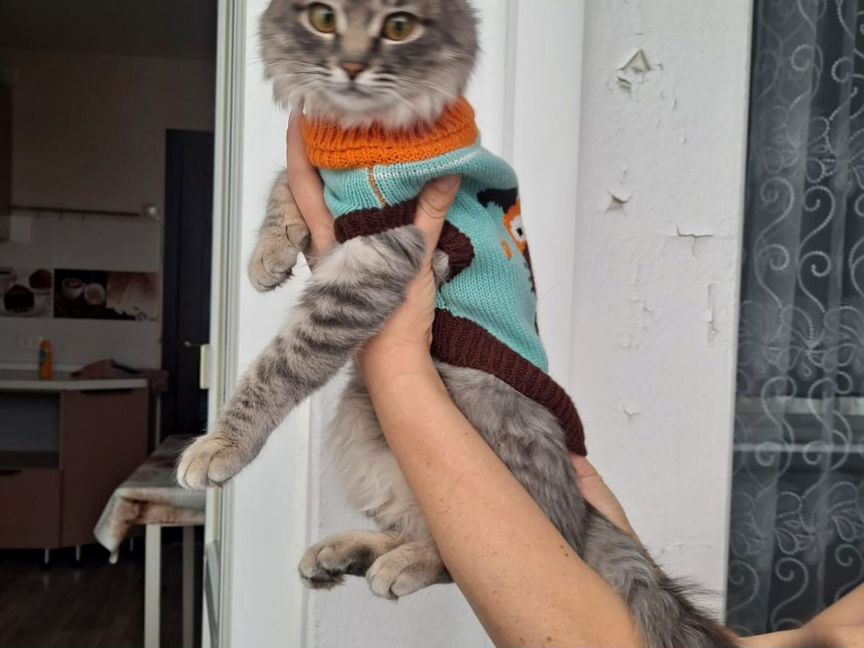 Нежная Дымка(5месяцев) ищет доброе сердце