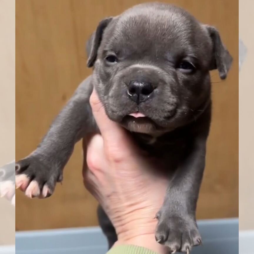 Американский булли, щенок