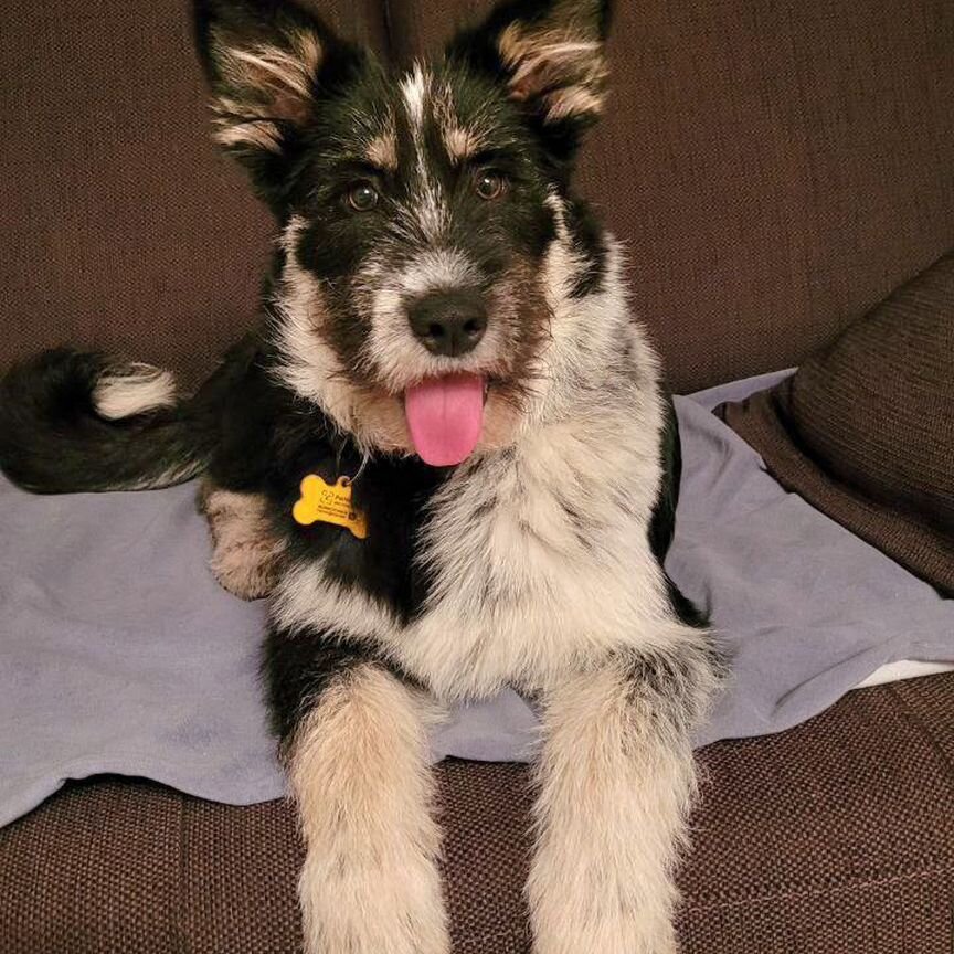 Щенок в добрые руки