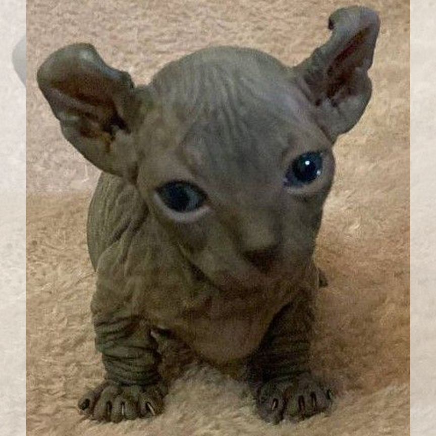 Канадский сфинкс котёнок