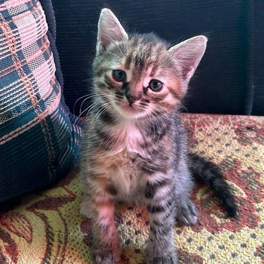 Котенок ищет дом