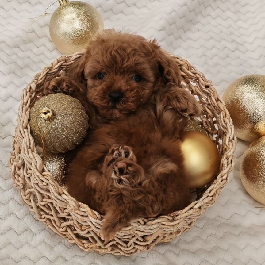 Той-пудель, щенок