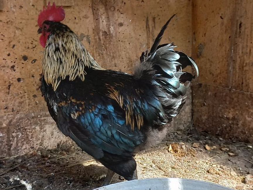 Петух 8 месяцев