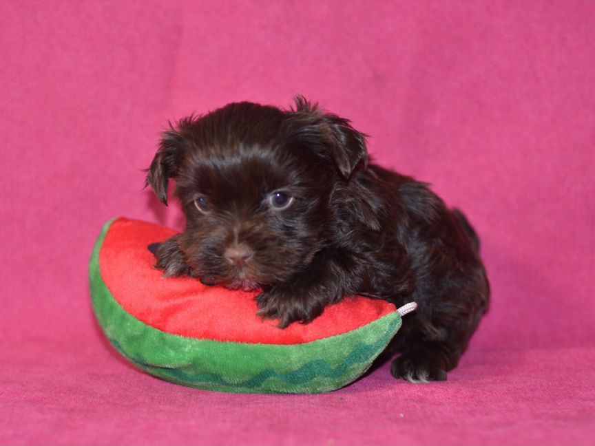 Шоколадное счастье