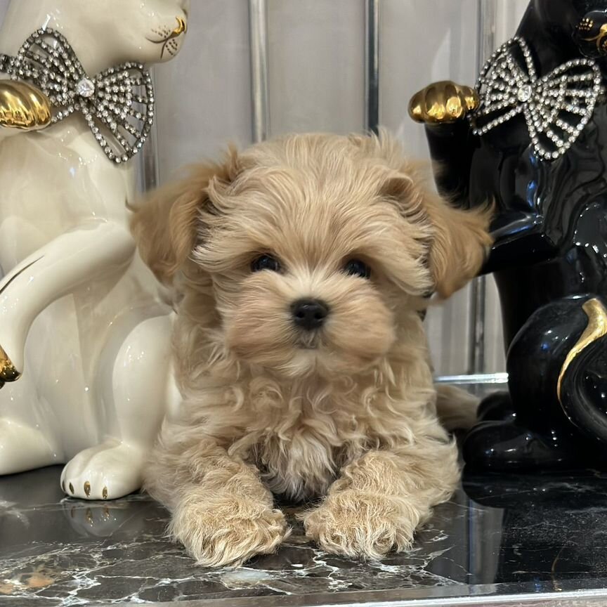 Мальтипу мини F1