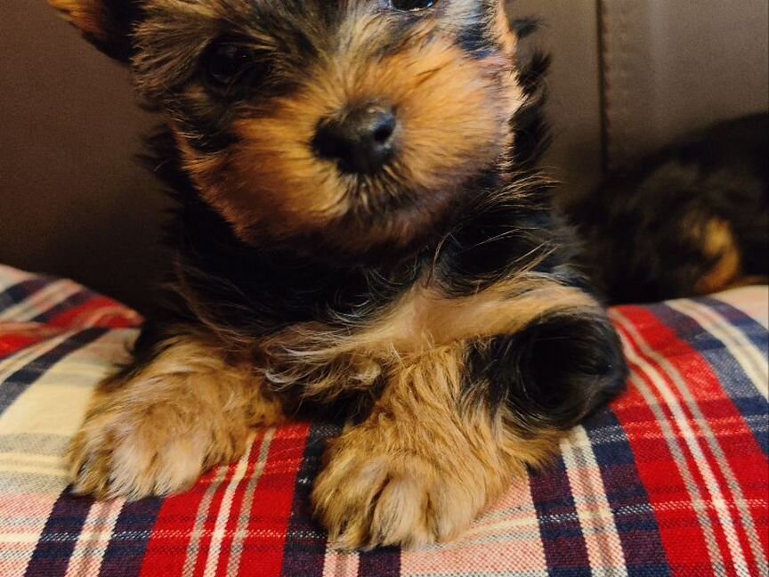 Йоркширский терьер мини