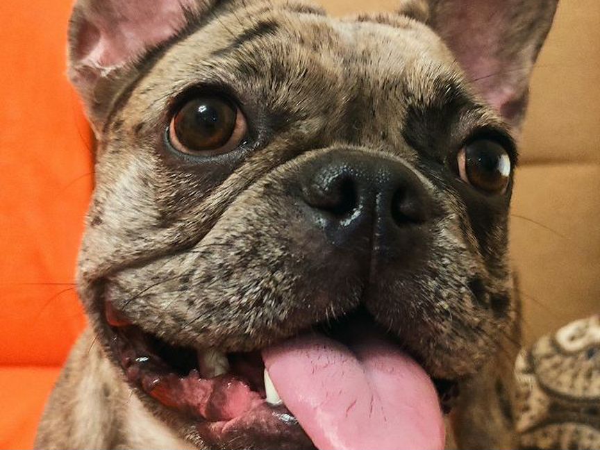 Французский бульдог в добрые руки