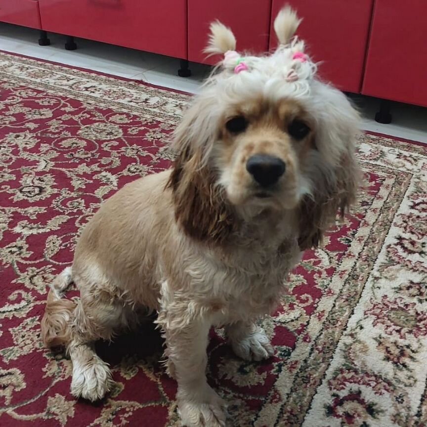 Американский кокер спаниель девочка