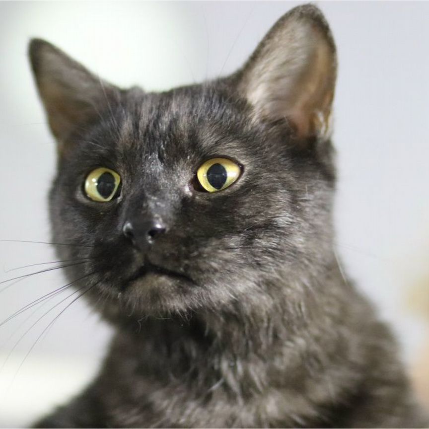 Взрослый кот в добрые руки