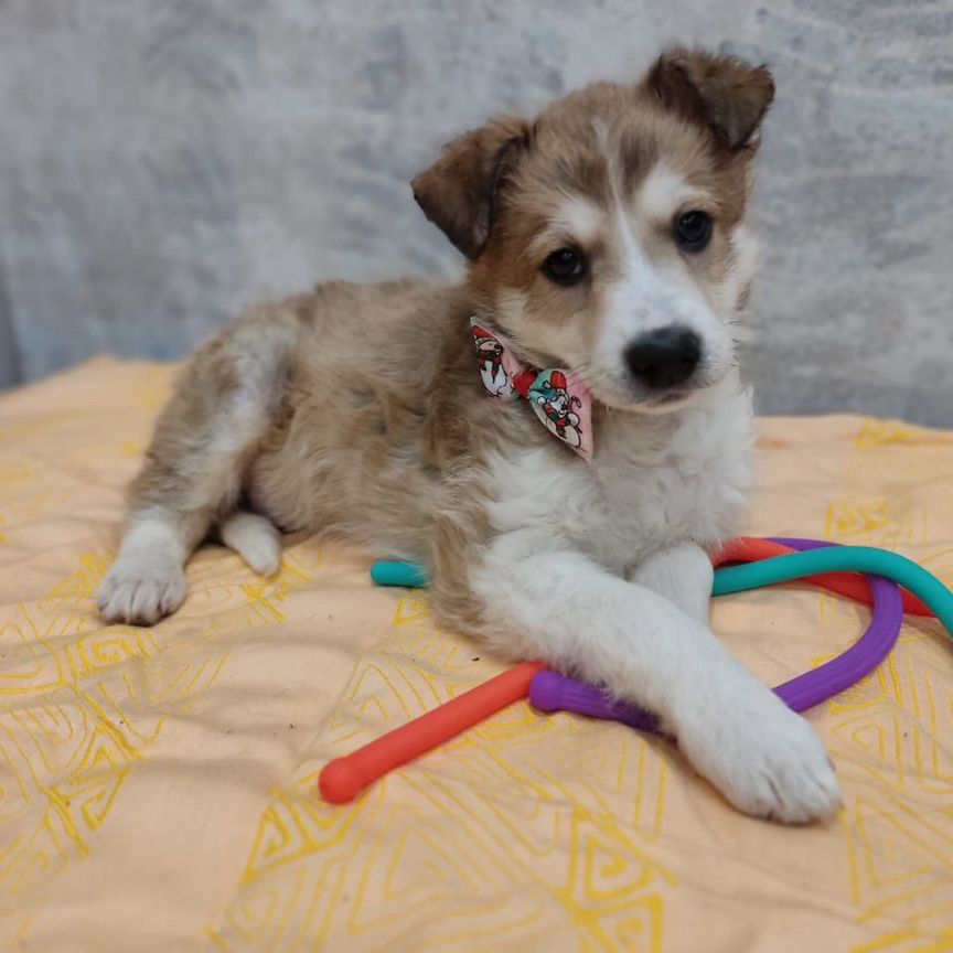 Масяня в дар